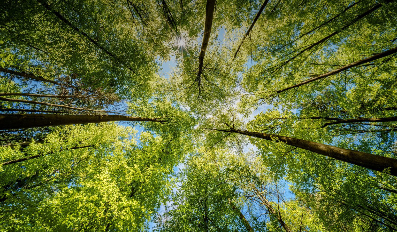 Green Credentials, GreenPro, and GRIHA Certificates for Wooden Doors ...